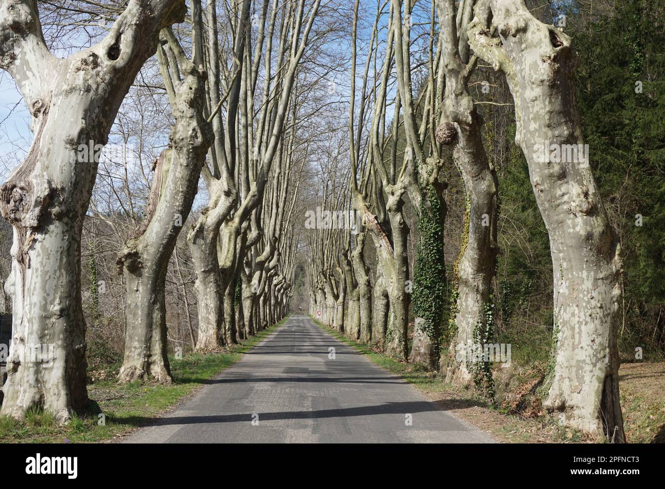 landscape with old trees lining up the roadway in the mountainous ...