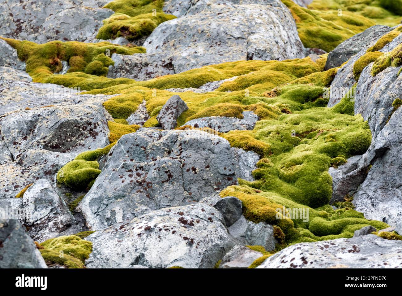 Antarctic rocks hi-res stock photography and images - Alamy