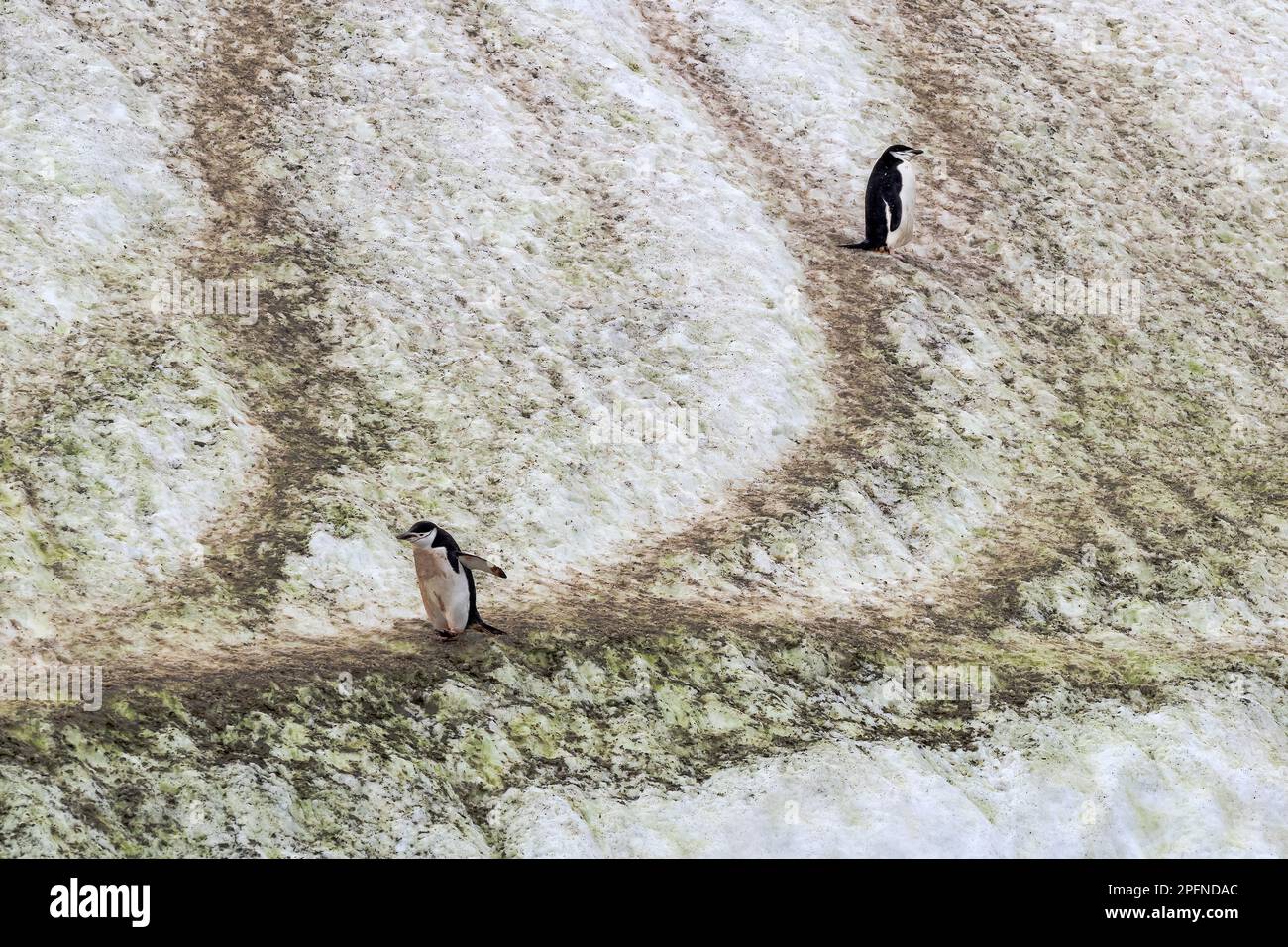 Chinstrap Penguins Poop