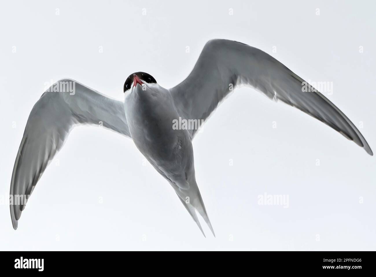 Antarctic Peninsula. Antarctic Tern (Sterna vittata Stock Photo - Alamy