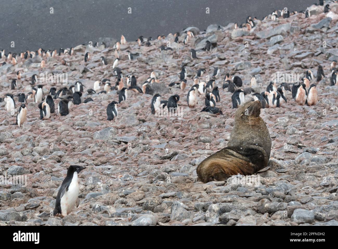 Antarctic Peninsula, Paulet island. Adelie Penguins (Pygoscelis adeliae ...