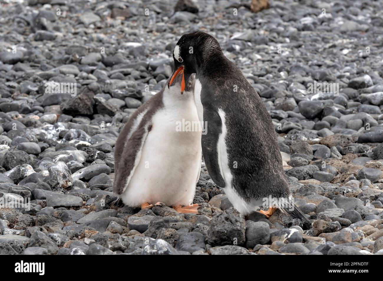 Antarctic Peninsula, Palaver point. Gentoo Penguins (Pygoscelis papua ...