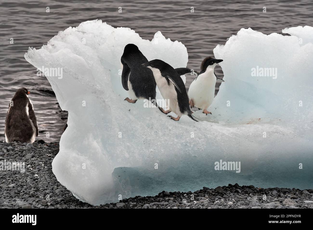 Antarctic Peninsula, Palaver point. Gentoo Penguins (Pygoscelis papua ...