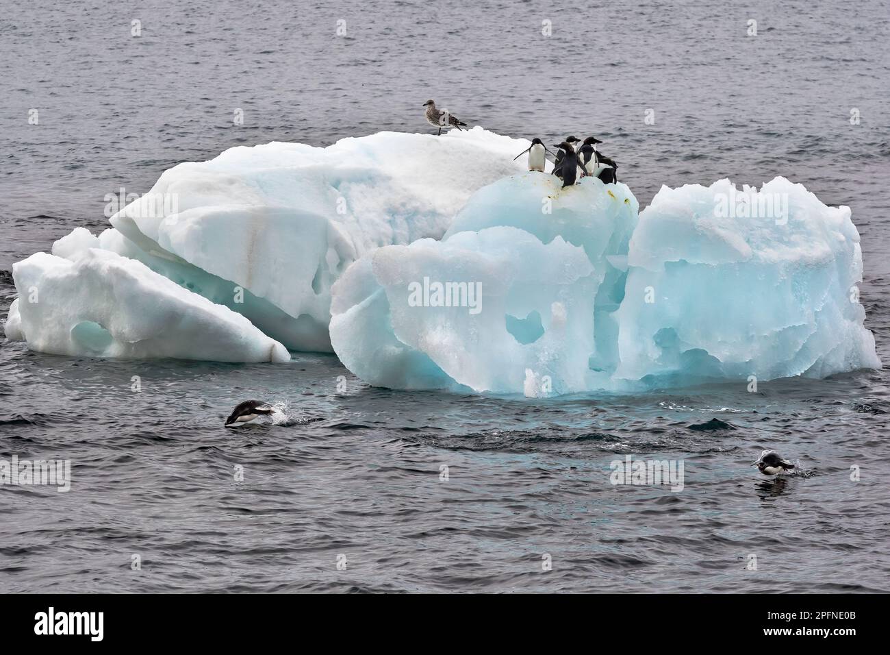 Antarctic Peninsula, Palaver point. Adelie Penguins (Pygoscelis adeliae ...