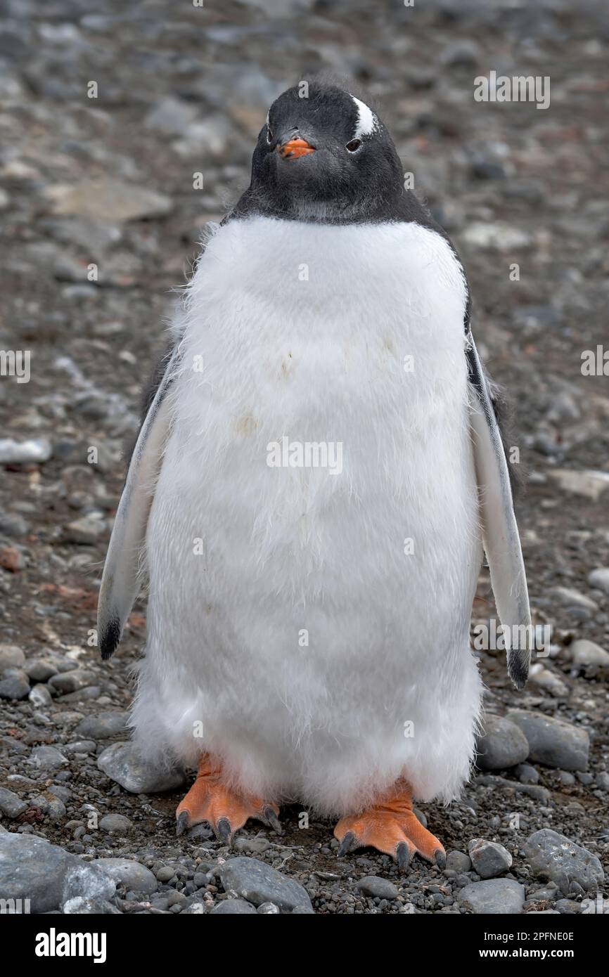 Antarctic peninsula fauna hi-res stock photography and images - Alamy