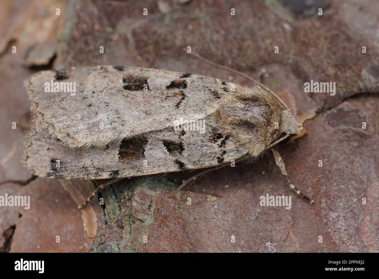 Xestia moth hi-res stock photography and images - Alamy
