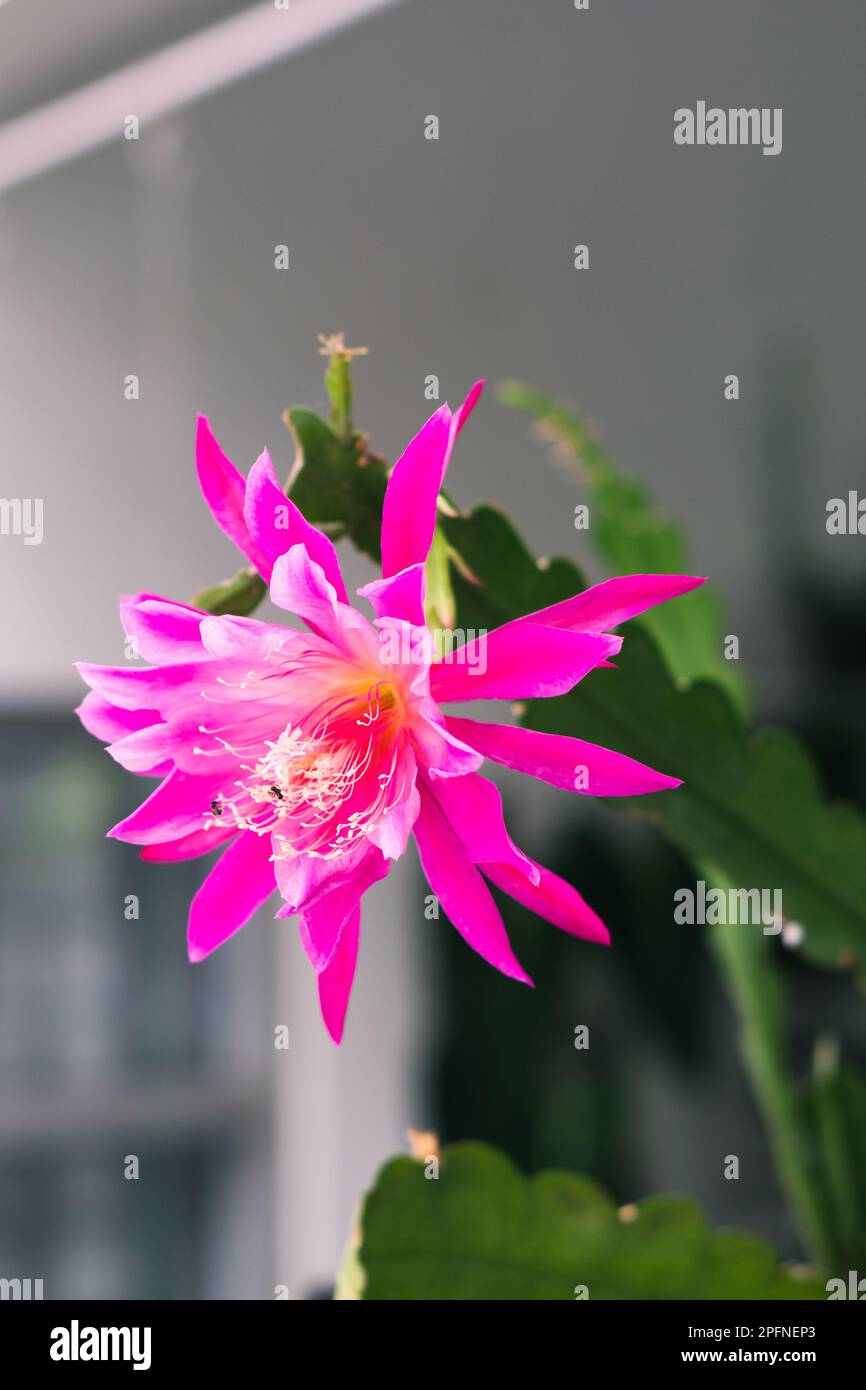 epiphyllum flower blooming with pink color Stock Photo - Alamy