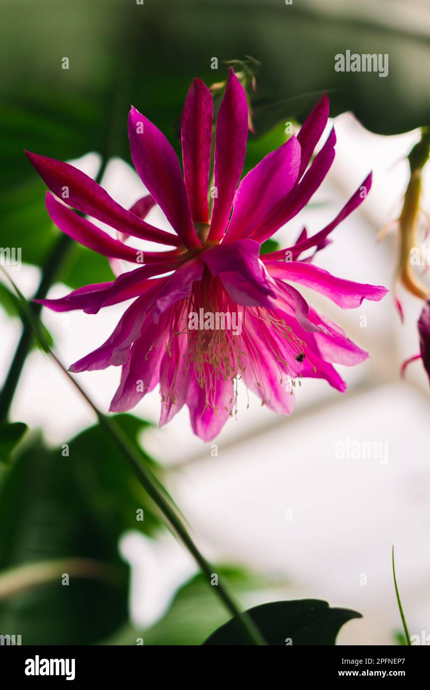 epiphyllum flower blooming with pink color Stock Photo - Alamy