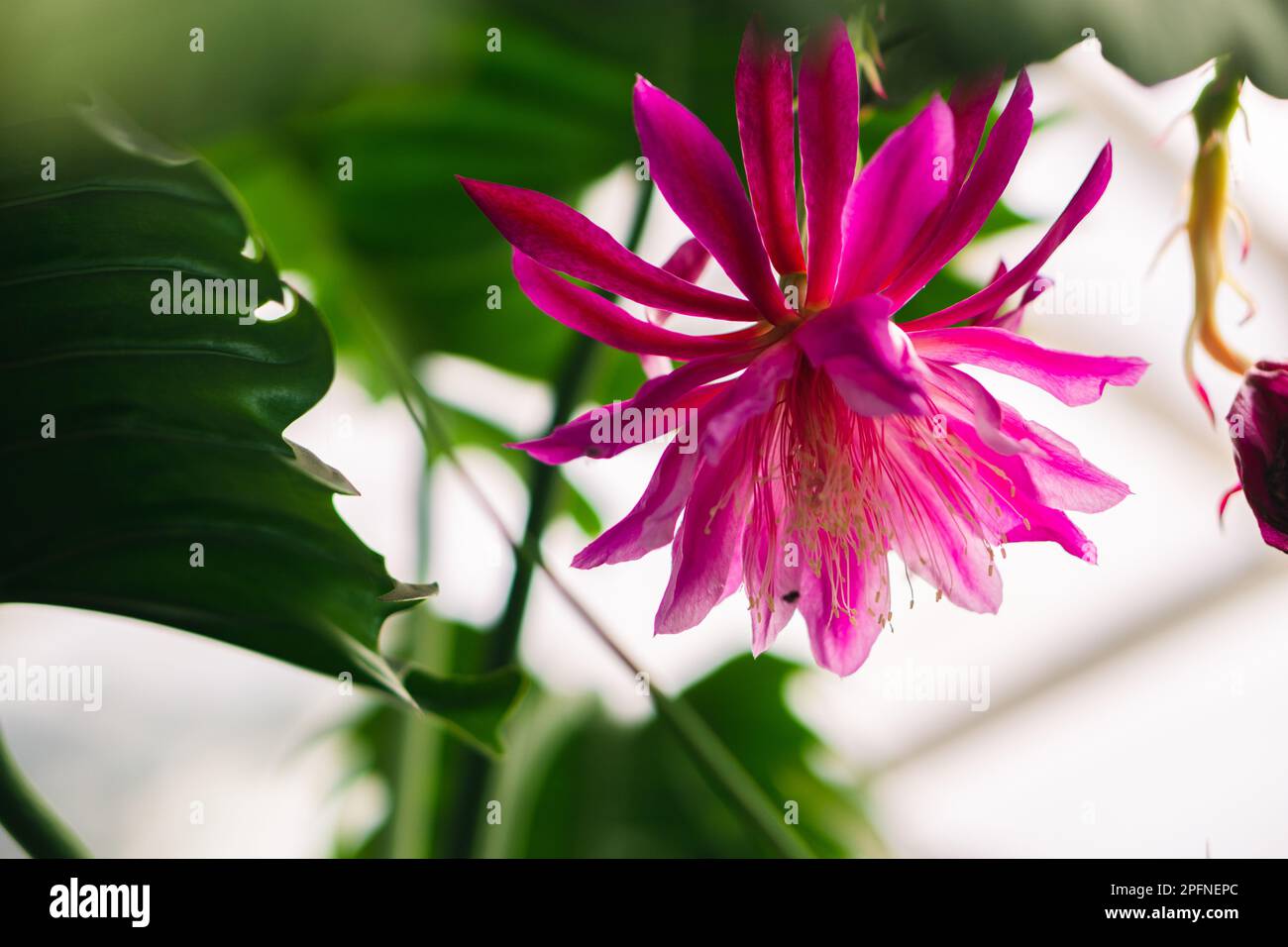 epiphyllum flower blooming with pink color Stock Photo - Alamy