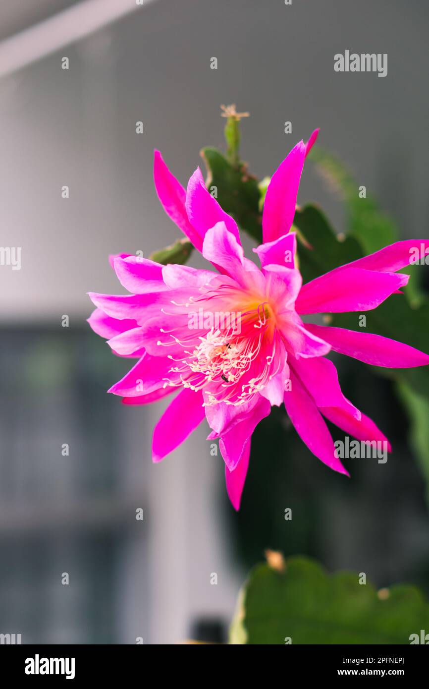 epiphyllum flower blooming with pink color Stock Photo - Alamy