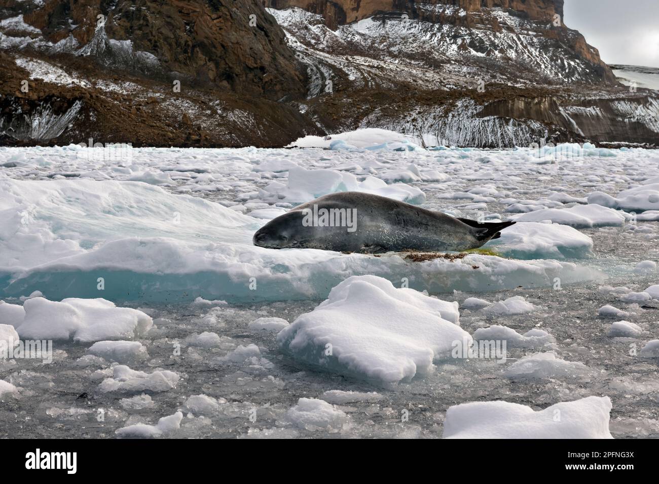 Leopard seal behavior hi-res stock photography and images - Alamy