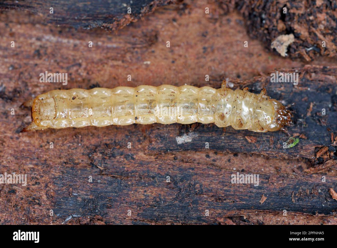 Pytho depressus larva of this beetle (Pythidae family) on under pine ...