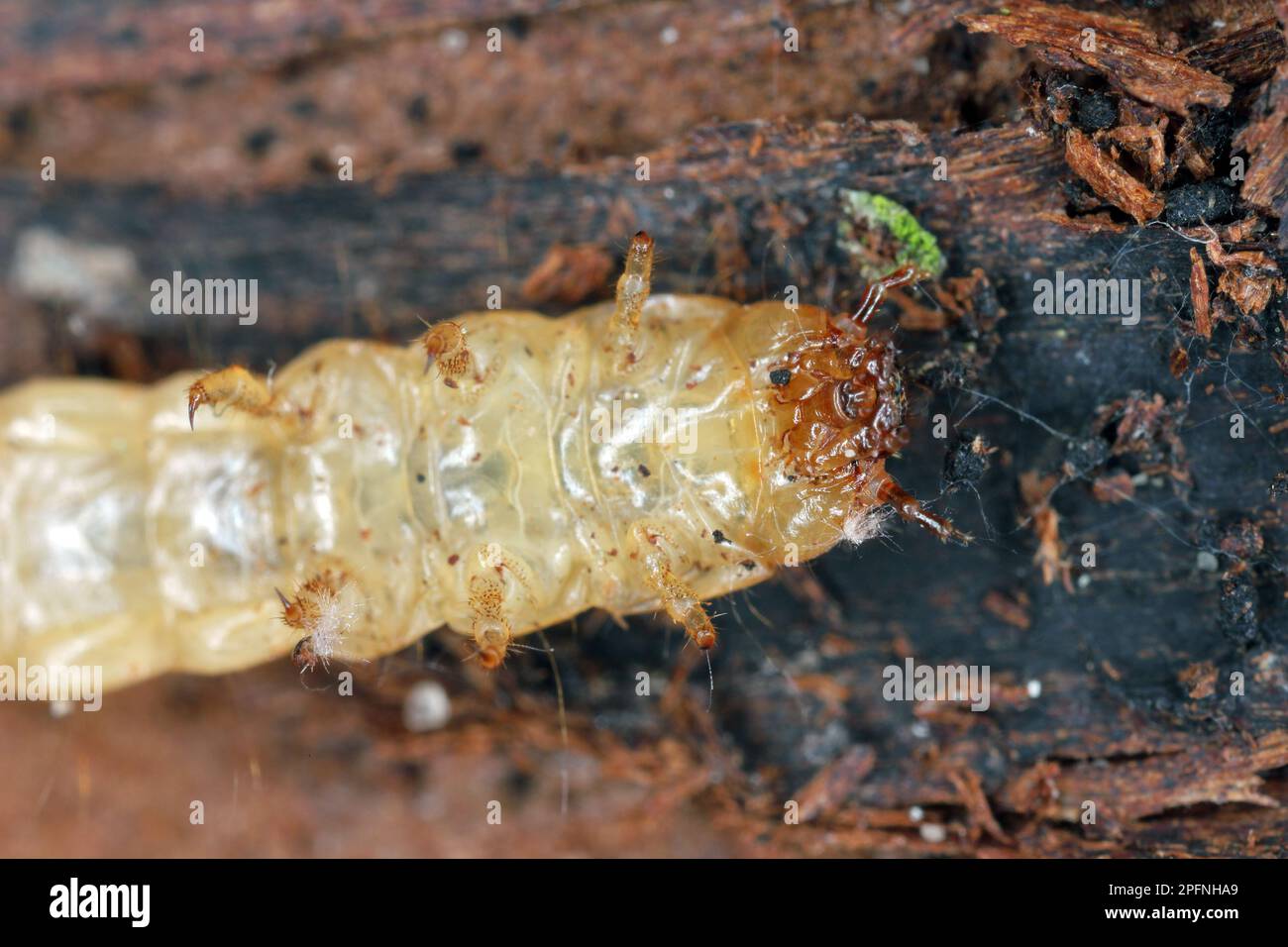 Pytho depressus larva of this beetle (Pythidae family) on under pine bark. Head, bottom view ...