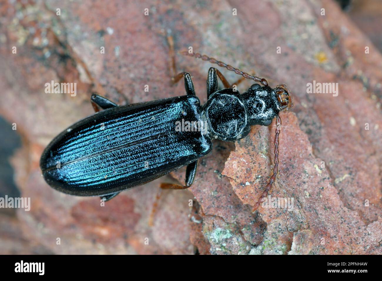 Pytho depressus (Pythidae family) under pine bark. Typical blue form of ...