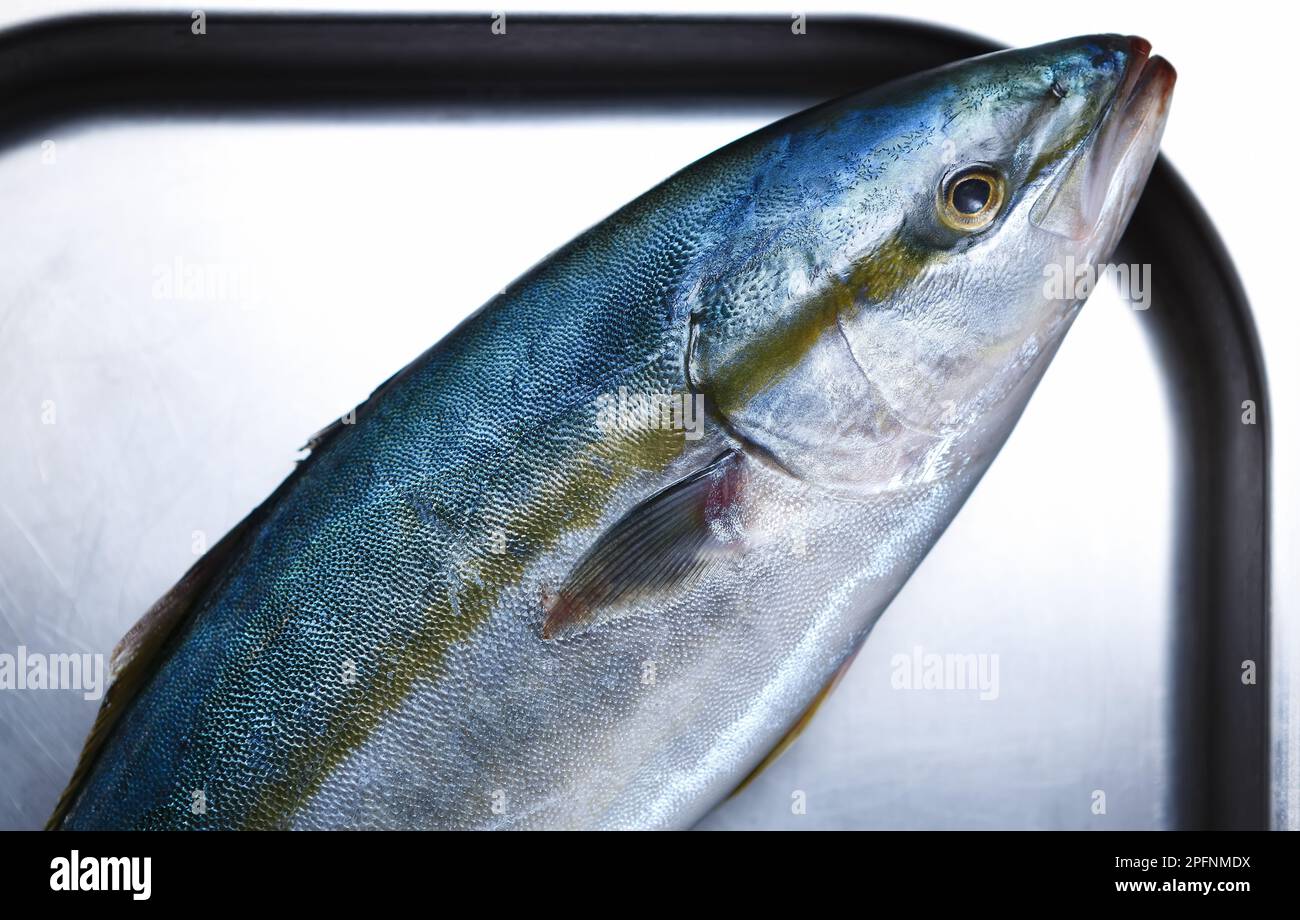 Fresh whole salmon fish prepared for cooking in a sea food restaurant ...