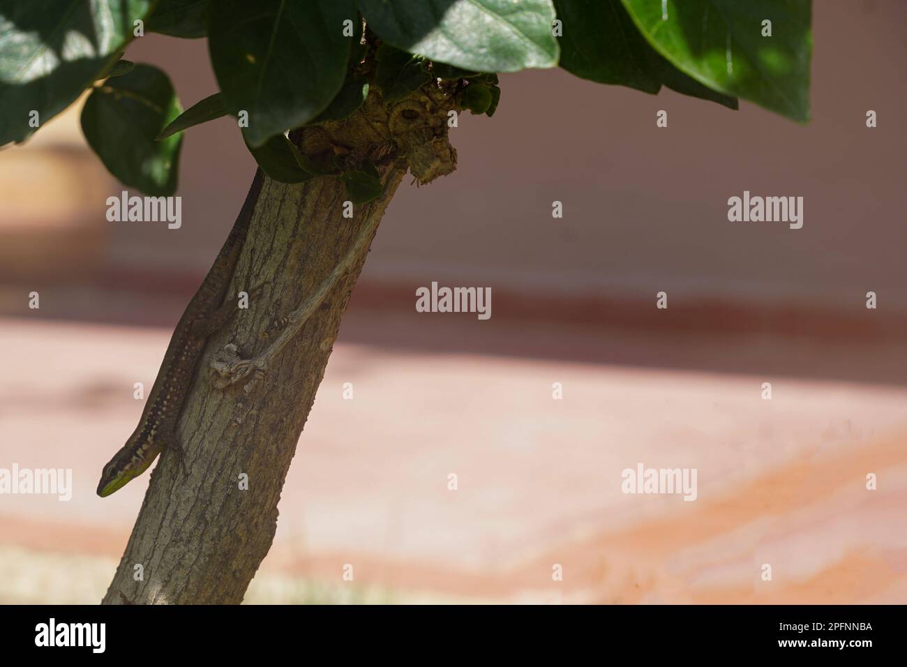 The gecko is on a tree trunk. A gecko resting on the tree. Wild lizard ...