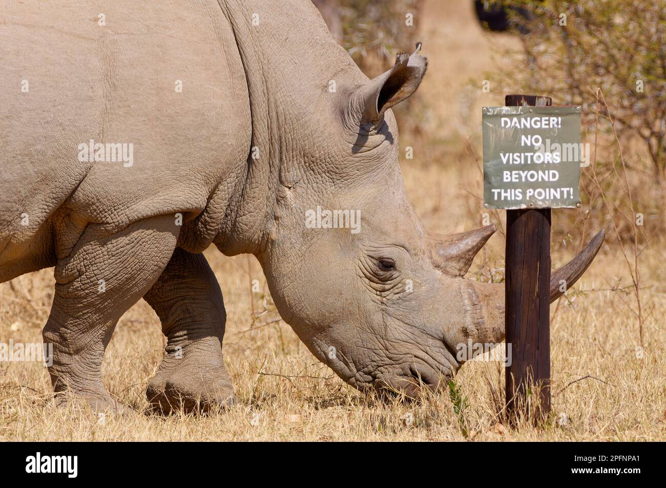 Animal limpopo hi-res stock photography and images - Alamy