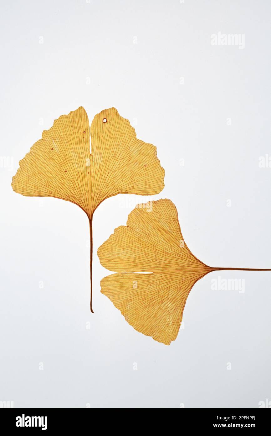 two yellow beautiful leaves of ginkgo biloba on a white background ...