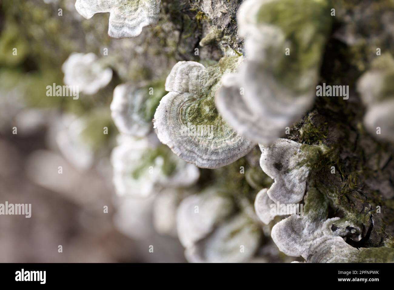 mushrooms (fungus) growing on an old tree bark Stock Photo - Alamy