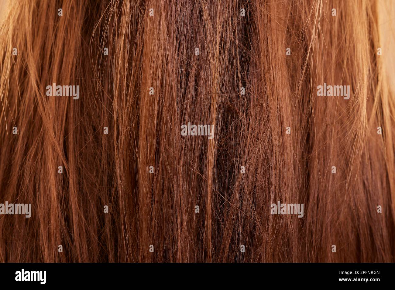 Haircare, texture and beauty closeup of woman with breakage, keratin or ...