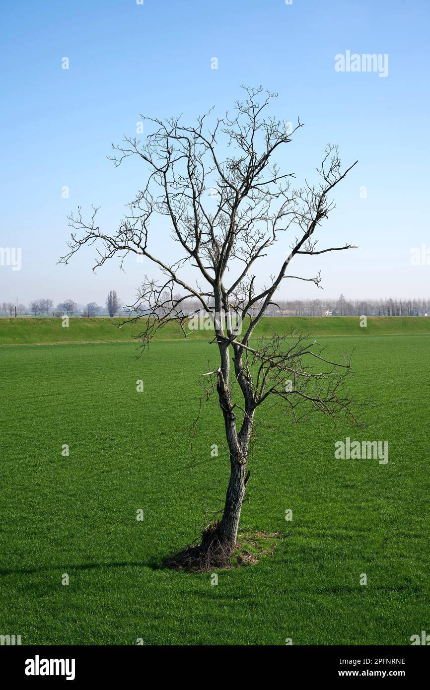 Motta Baluffi (Cr), Italy, a landscape with a tree in the floodplain of ...