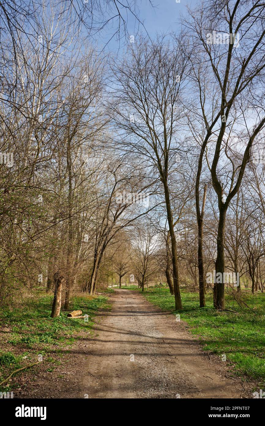 Casalmaggiore (Cr), Italy,a forest of elms with the cycle path Stock ...