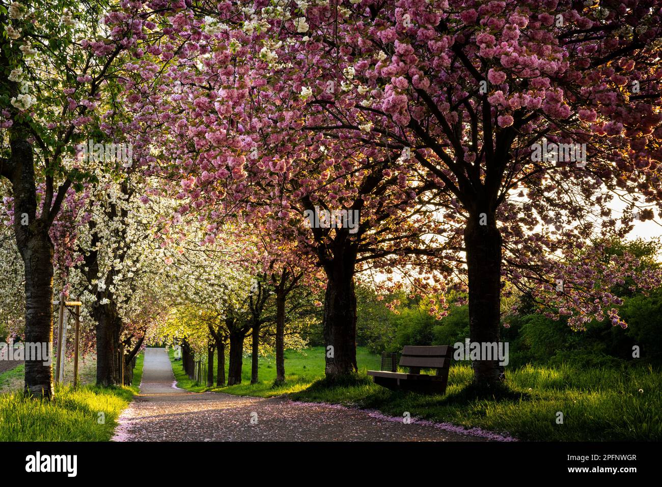 A beautiful alley with blooming pink and white cherry trees in spring ...