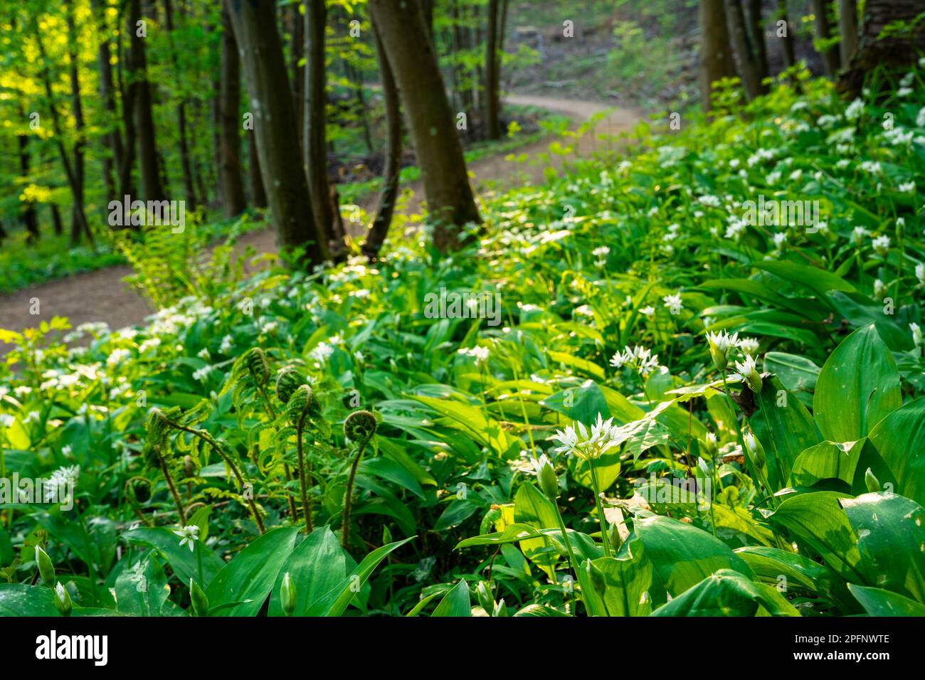 Ramsonsm hi-res stock photography and images - Alamy