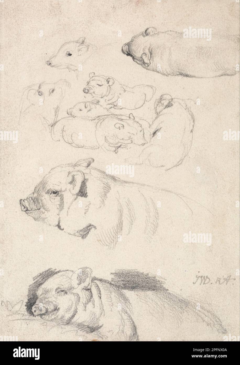 Historical mammal studies hi-res stock photography and images - Alamy