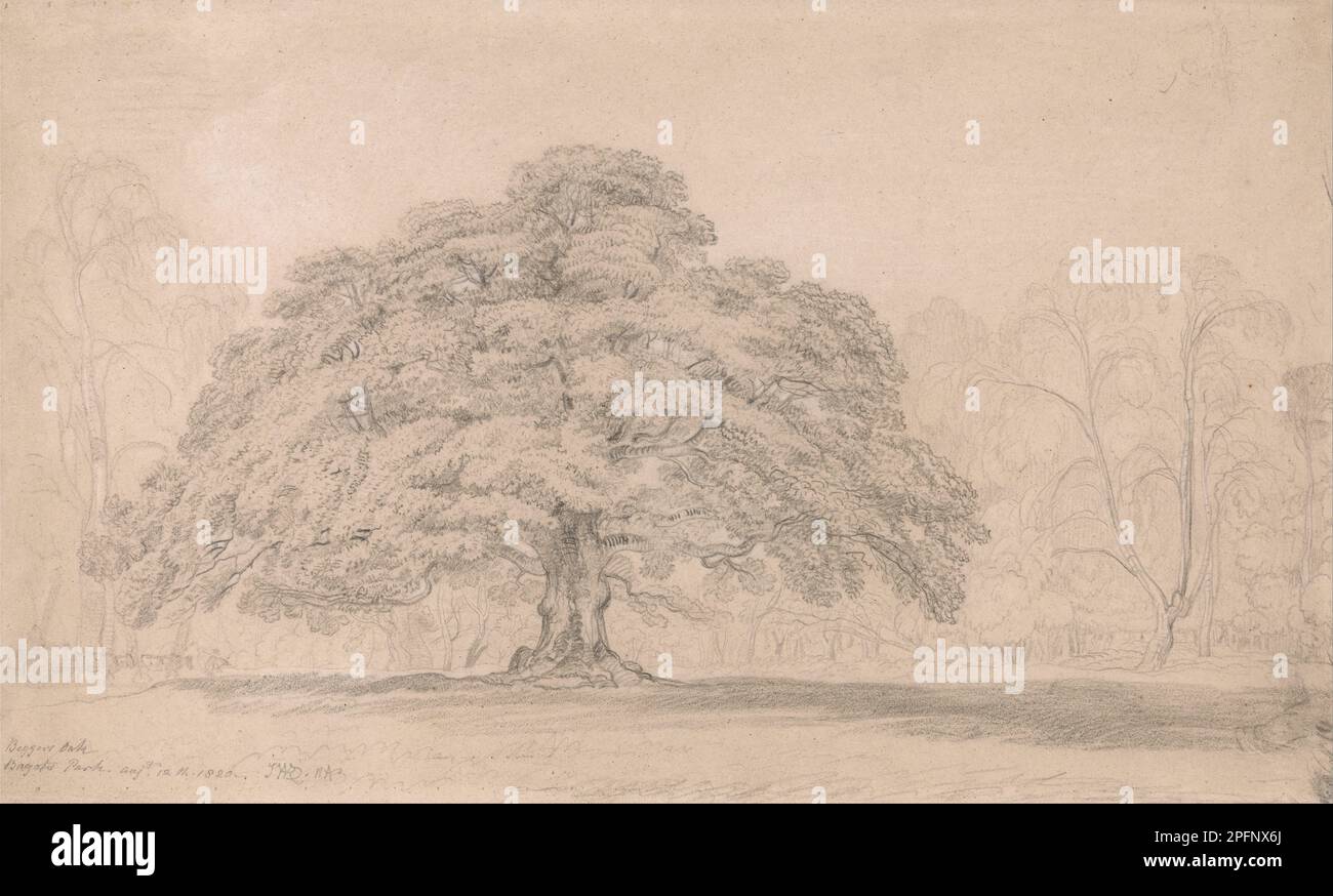 The Beggar's Oak, Bagot's Park, Aug. 12th, 1820 (A Celebrated Ancient ...