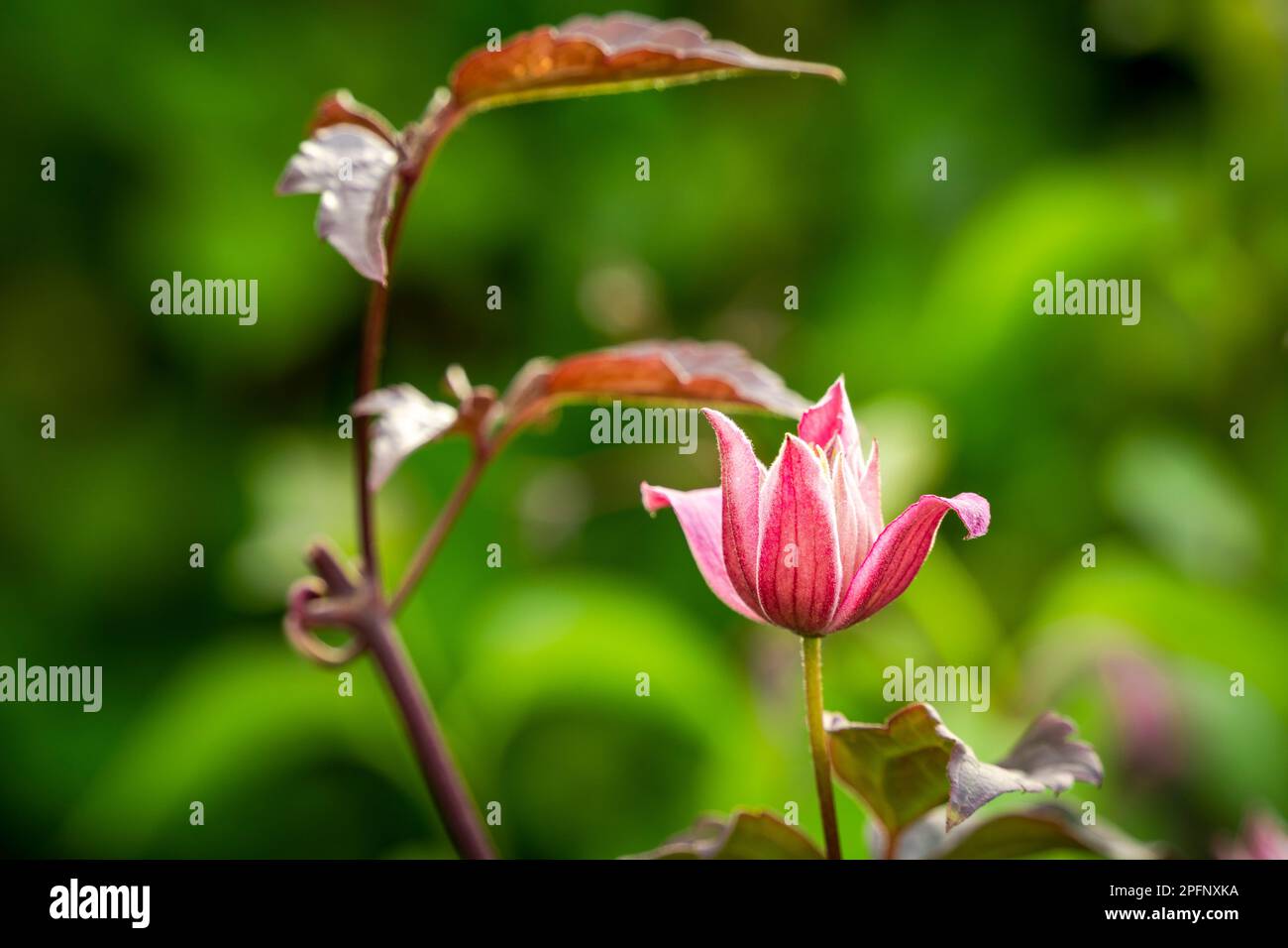 Clematis flower bloom hi-res stock photography and images - Alamy