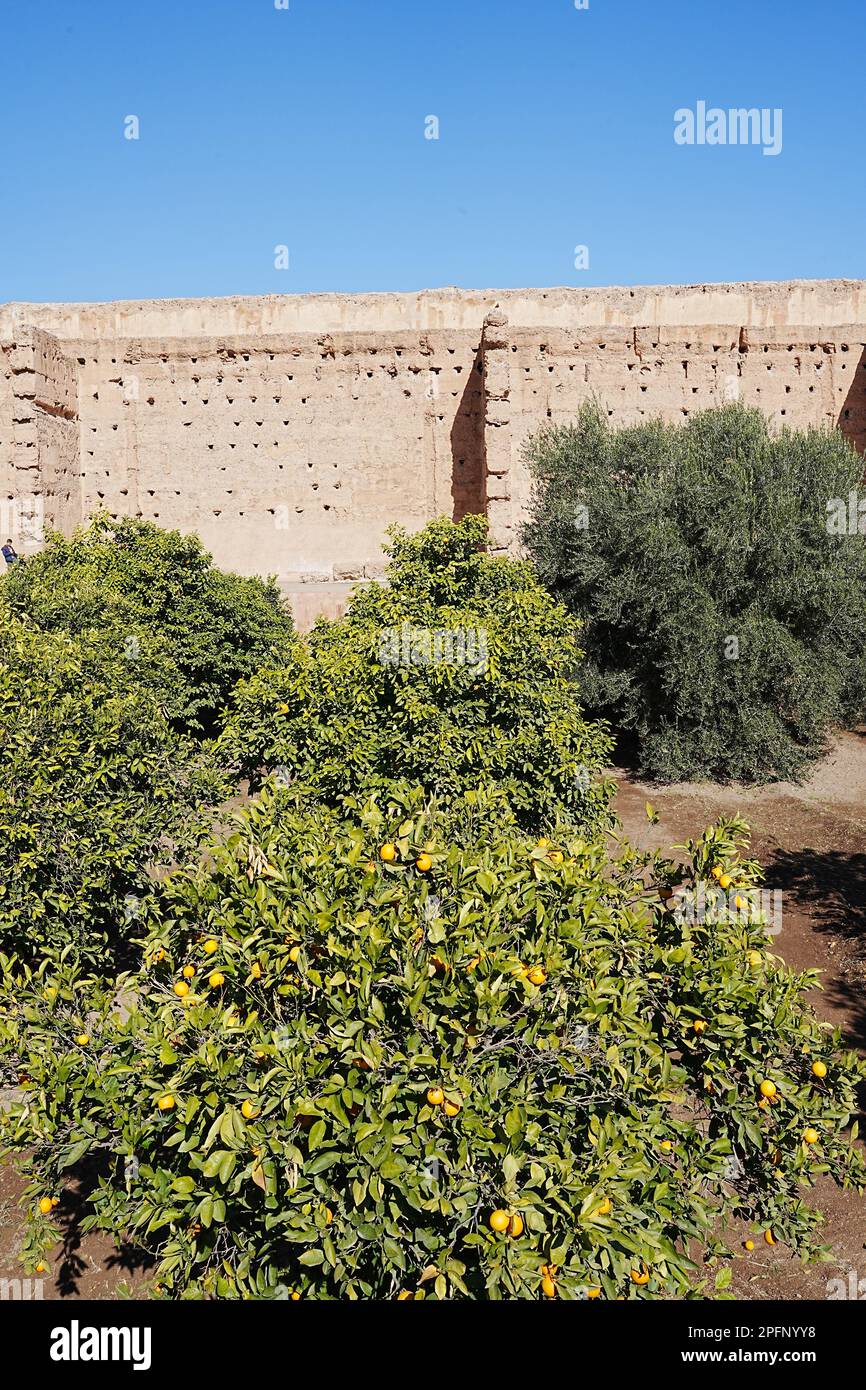 Badi tree hi-res stock photography and images - Alamy