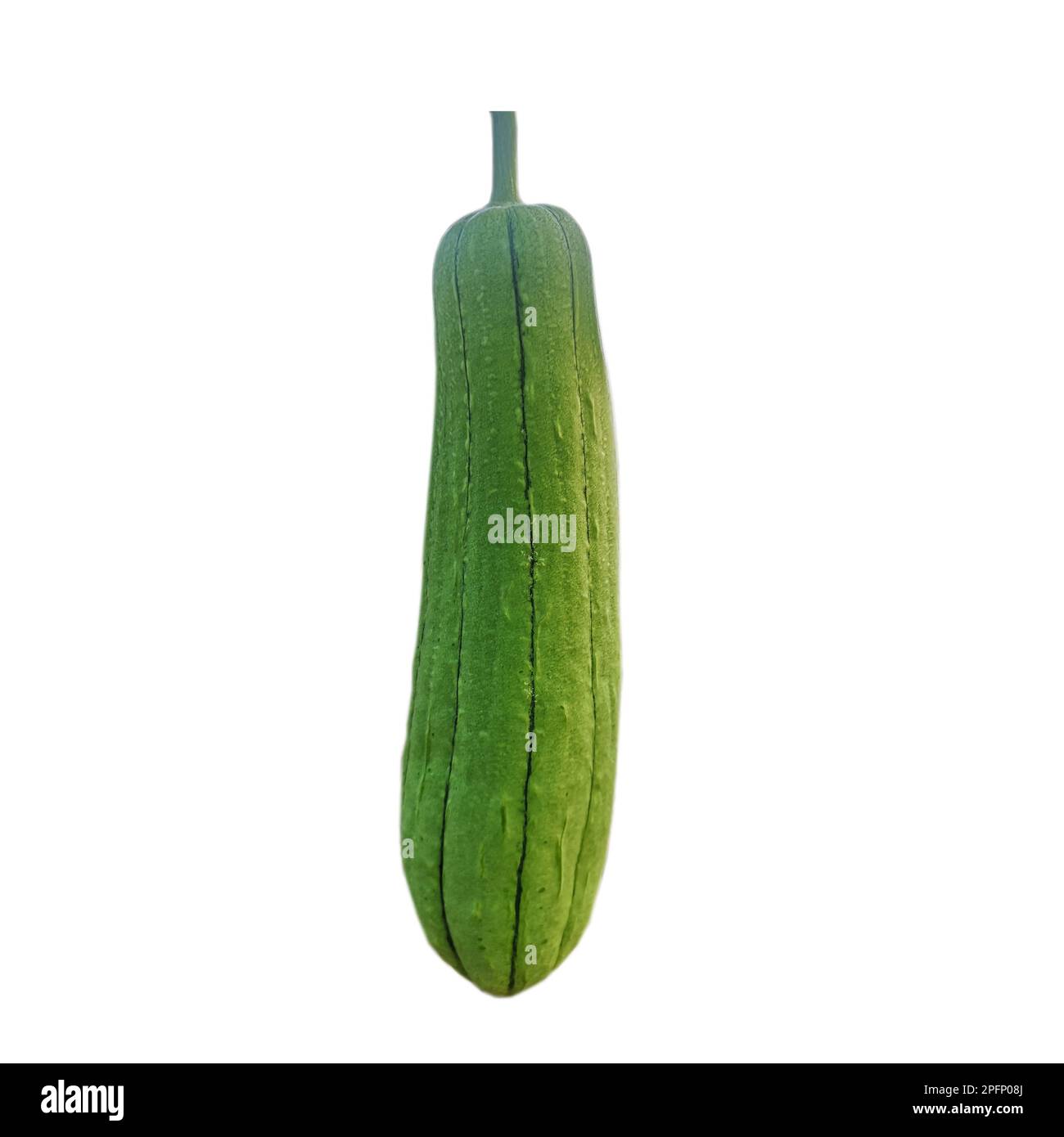 luffa acutangular, Cucurbitaceae green vegetable fresh in garden on ...