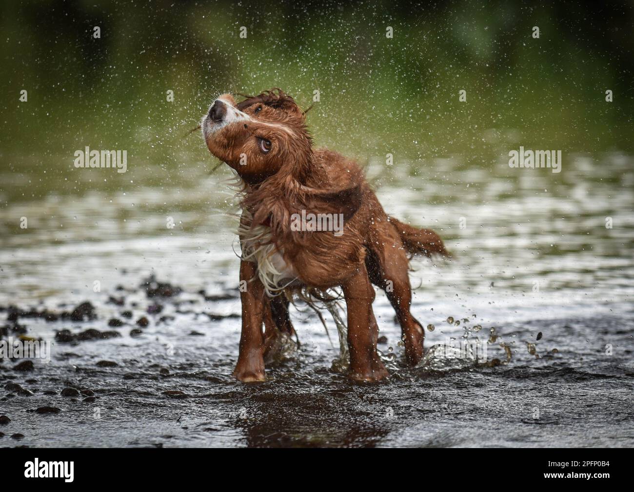 Golden and white working cocker spaniel shaking themself dry on the ...