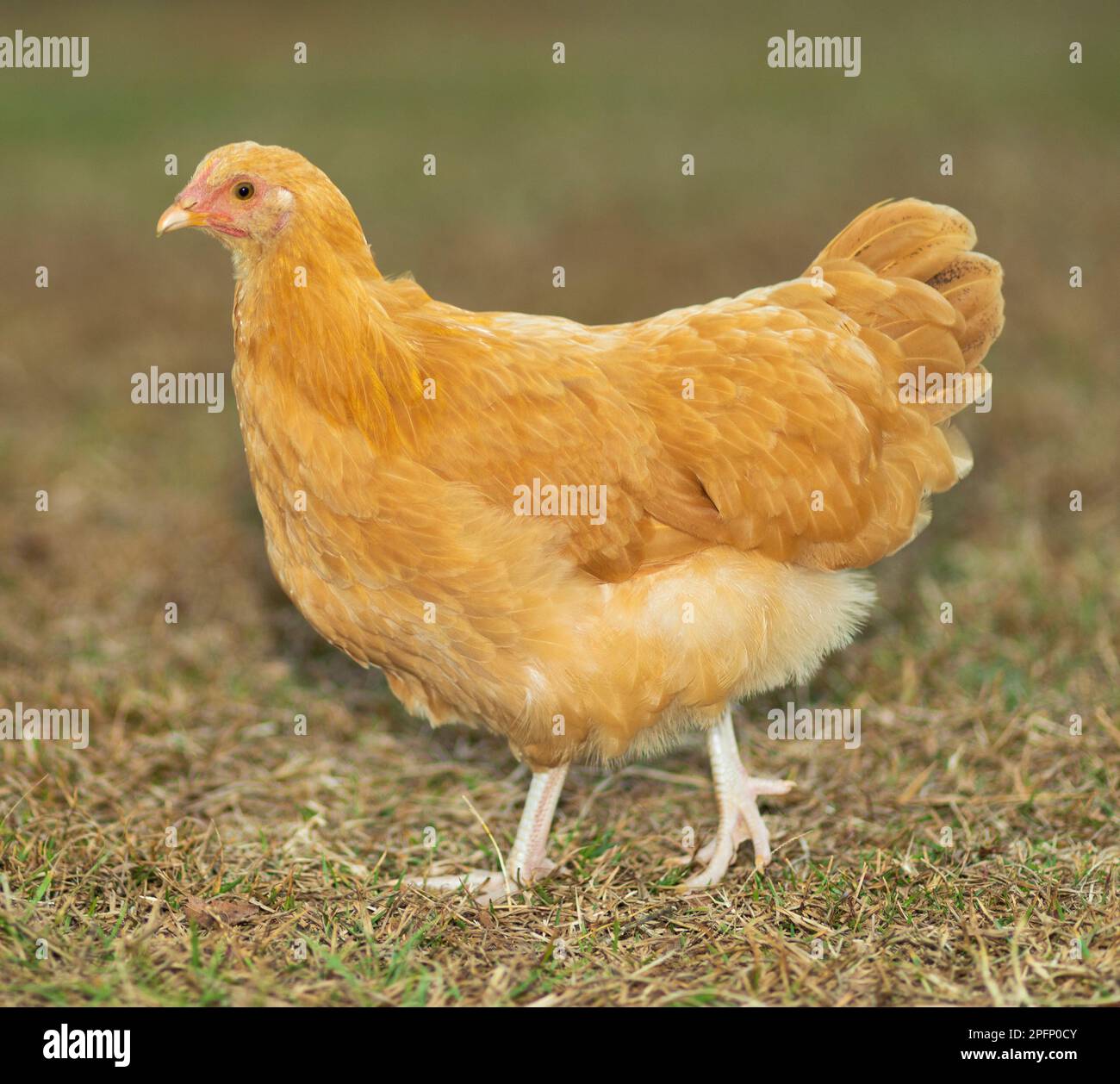 Chicken hen that is bright gold walking on grass Stock Photo - Alamy