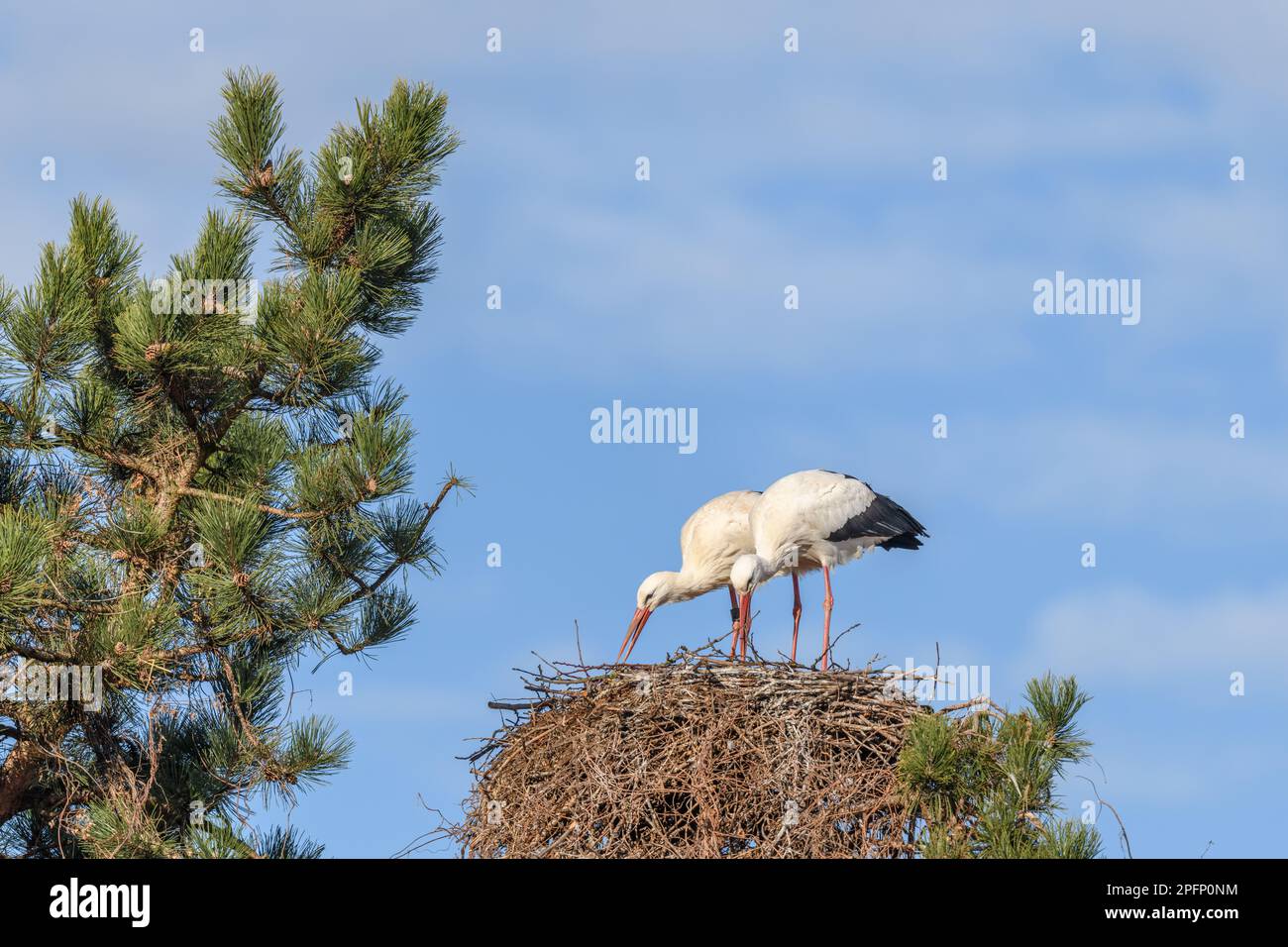 White stork couple (Ciconia ciconia) depositing branches on their nest ...