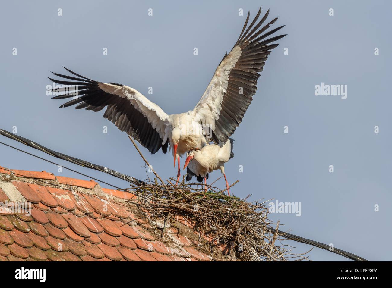 White stork couple (Ciconia ciconia) mating on their nest in a village ...