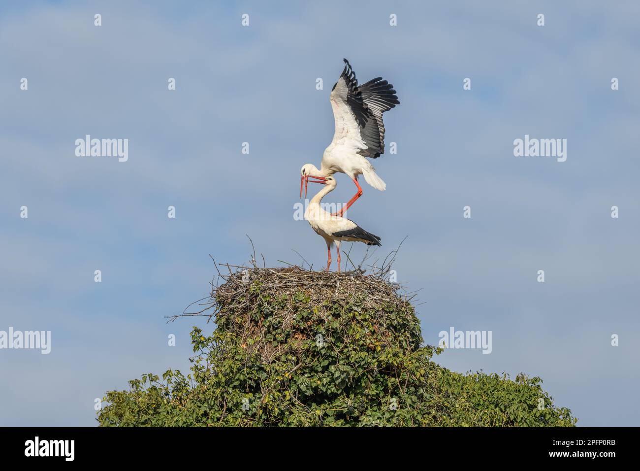 White stork couple (Ciconia ciconia) mating on their nest in a village ...