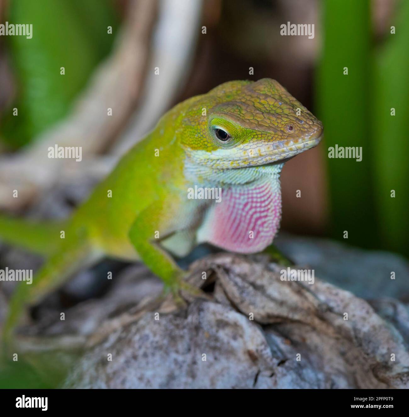 Gecko with mating sack under its jaw expanded Stock Photo - Alamy