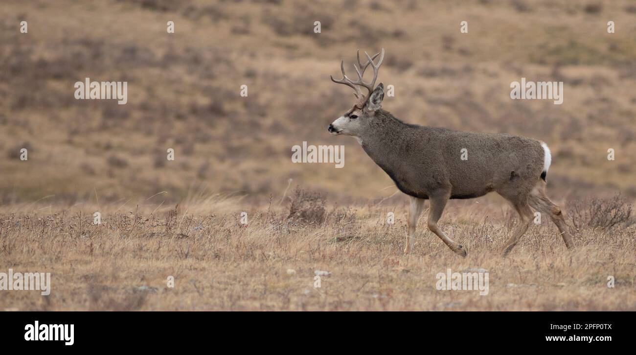 Mule deer buck in Montana walking during the rut with copy space Stock ...