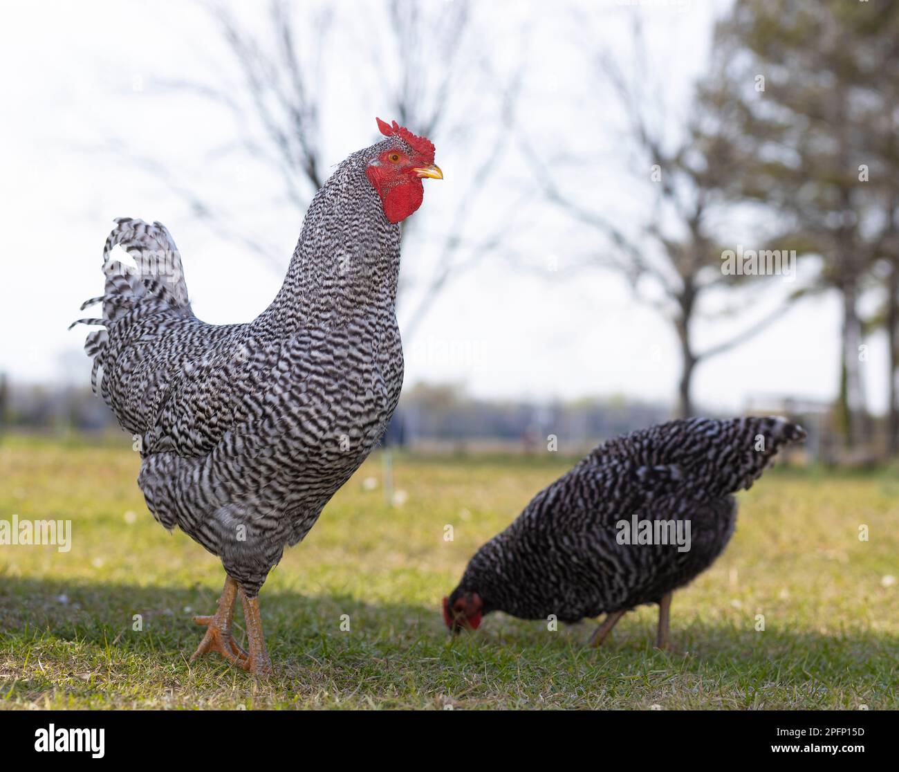 Dominique chicken rooster and hen on a grassy field Stock Photo - Alamy