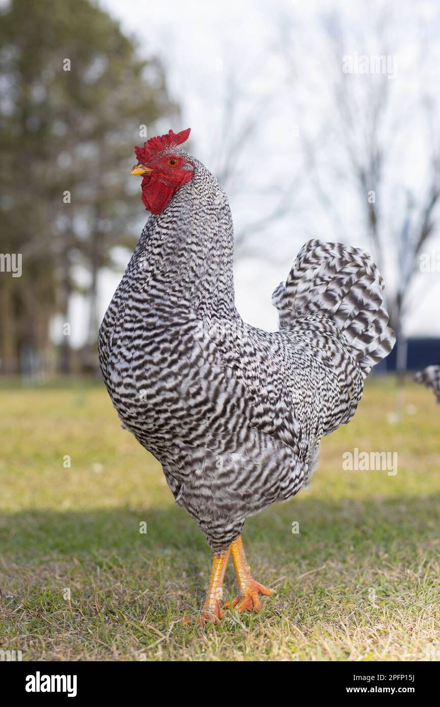 Rooster from the Dominique chicken breed walking on a green field Stock ...