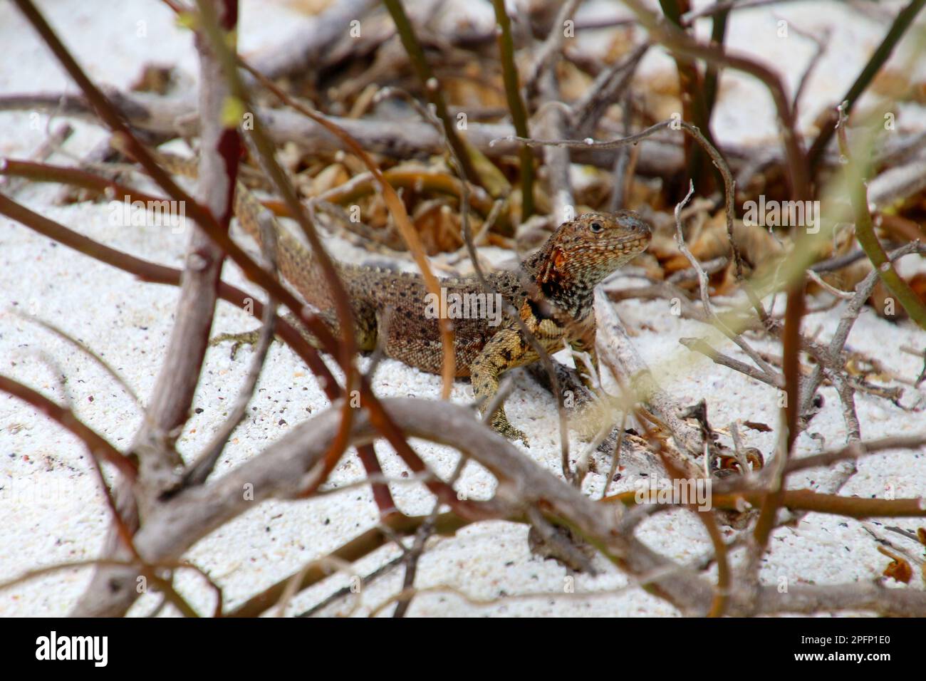 Galapagos Lava Lizard, Galapagos Island, Ecuador, South America Stock ...