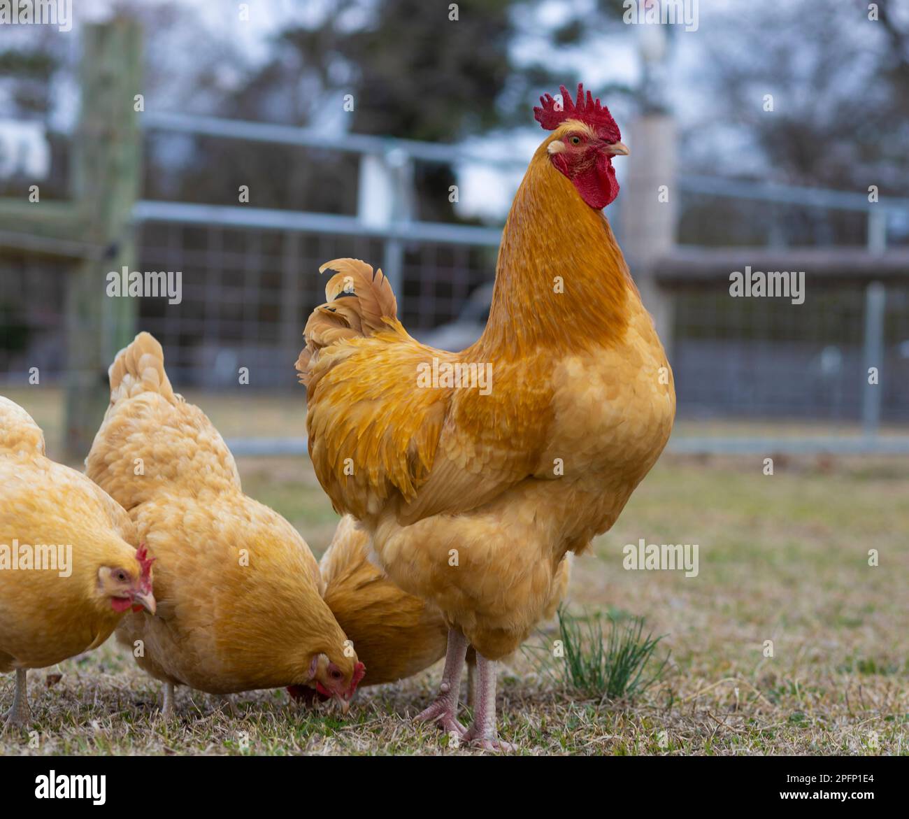 Gold colored chicken rooster with his hens bowing at his feet Stock ...