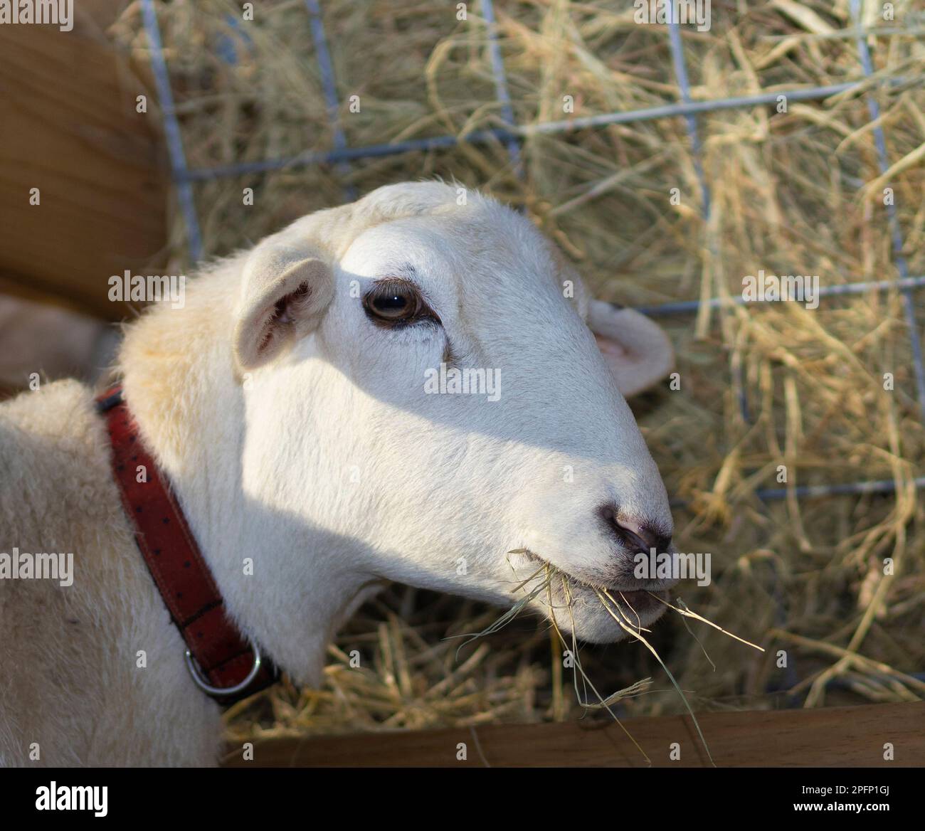 Sheep of the Kattahdin variety at a feeder with hay in its mouth Stock ...