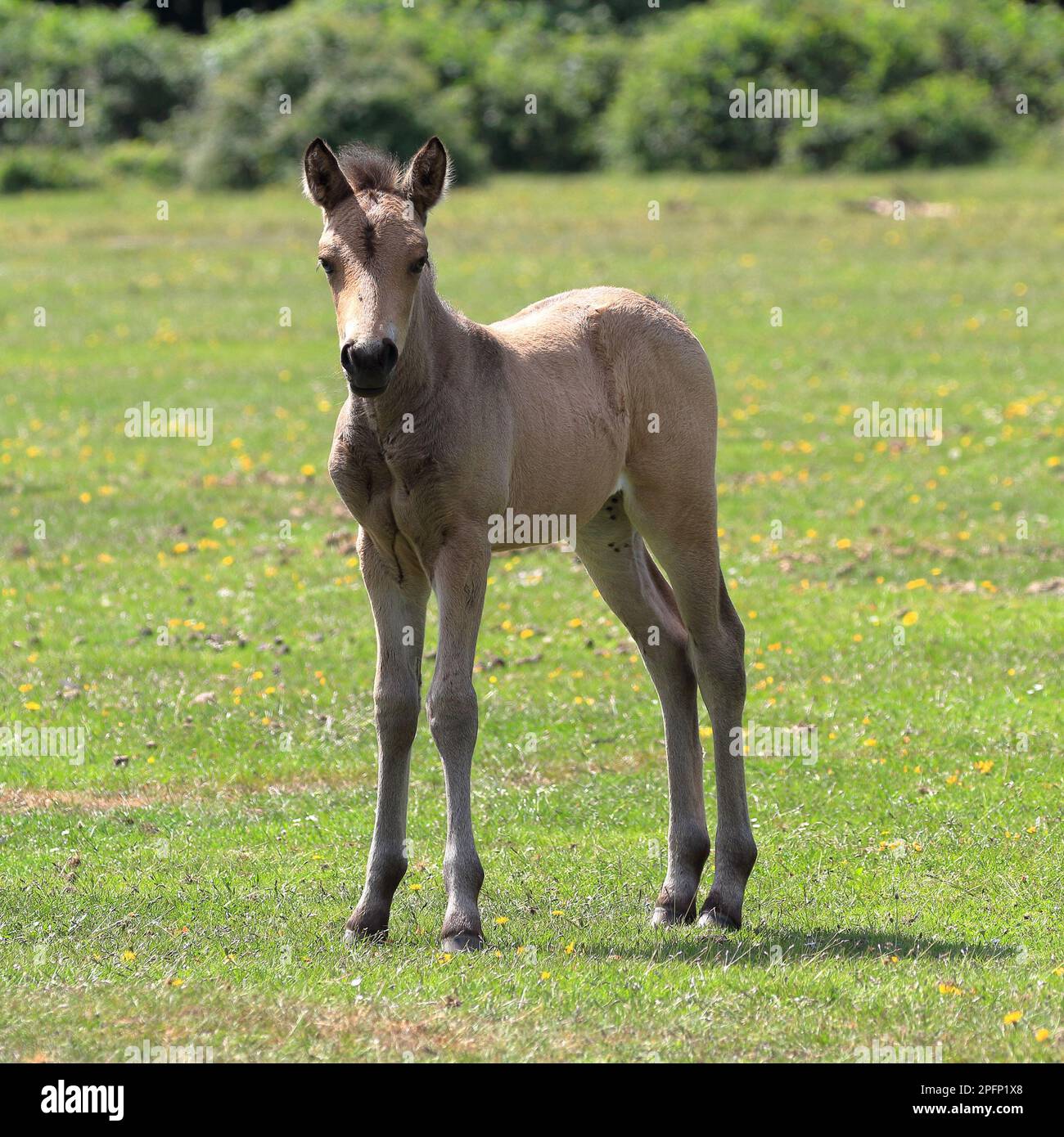 Cute brown New Forest pony foal in close up with grass and bushes in the background Stock Photo ...