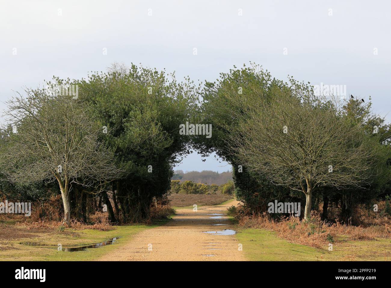 Trees forming an arch over a gravel footpath with puddles and distant ...