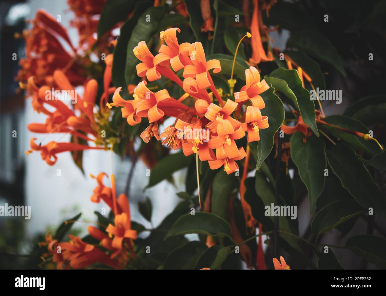 Vibrant orange flowers commonly known as flamevine or orange trumpet ...