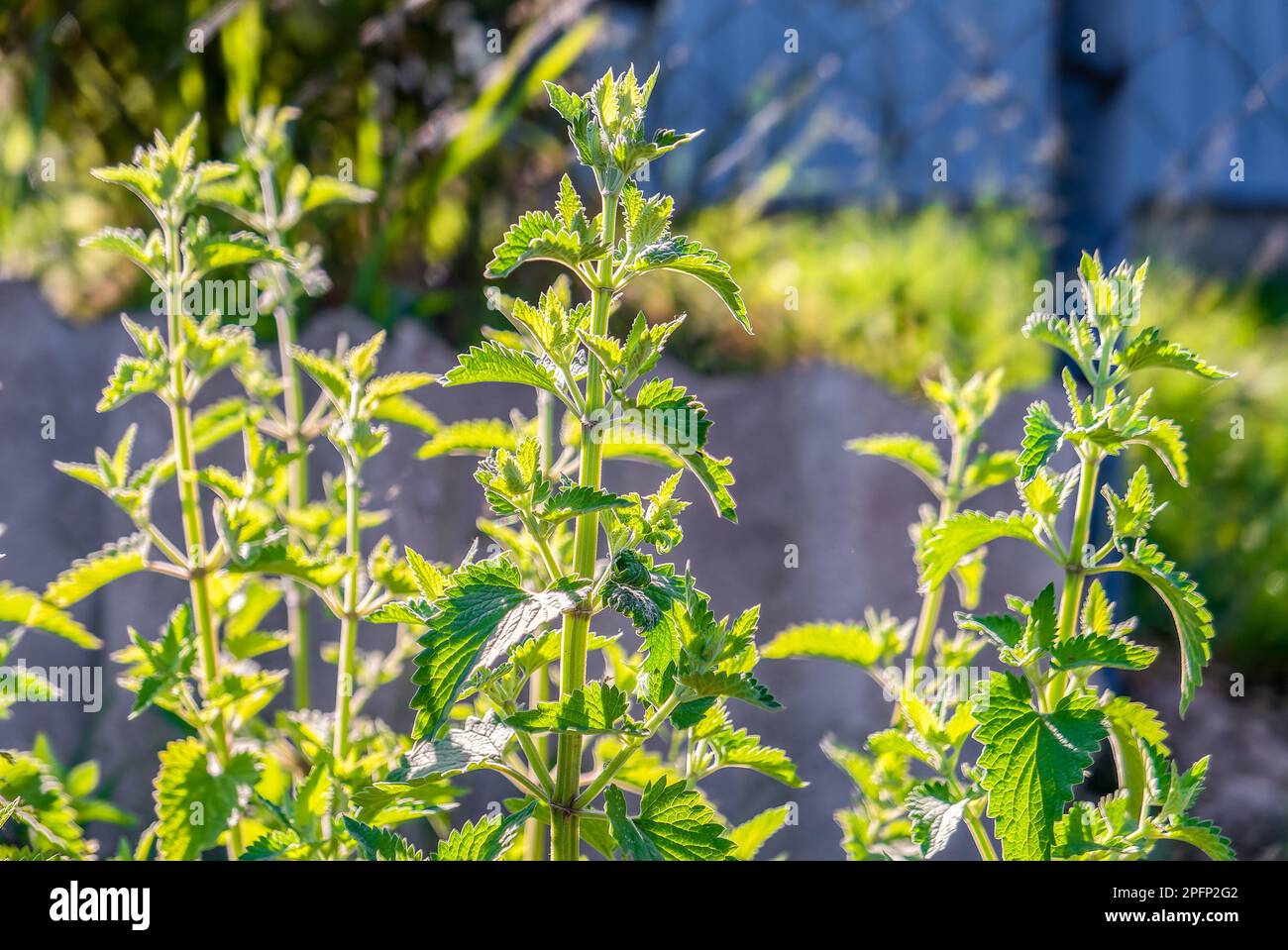 Melissa plants, Lamiaceae. Bright colors, close-up. Leaves and stems ...