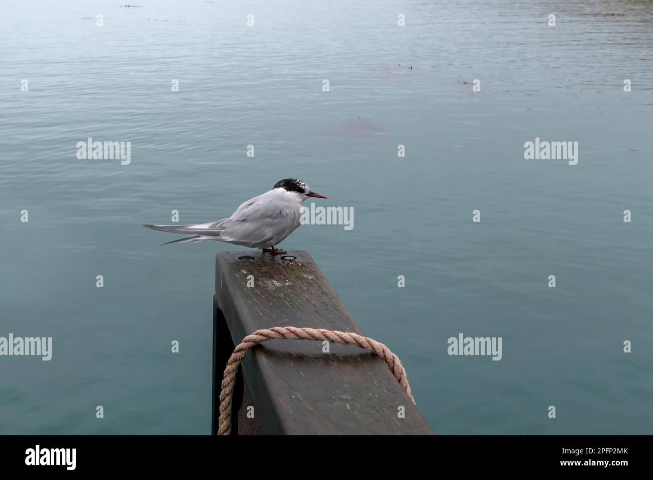 Antarctic Tern (Sterna vittata Stock Photo - Alamy